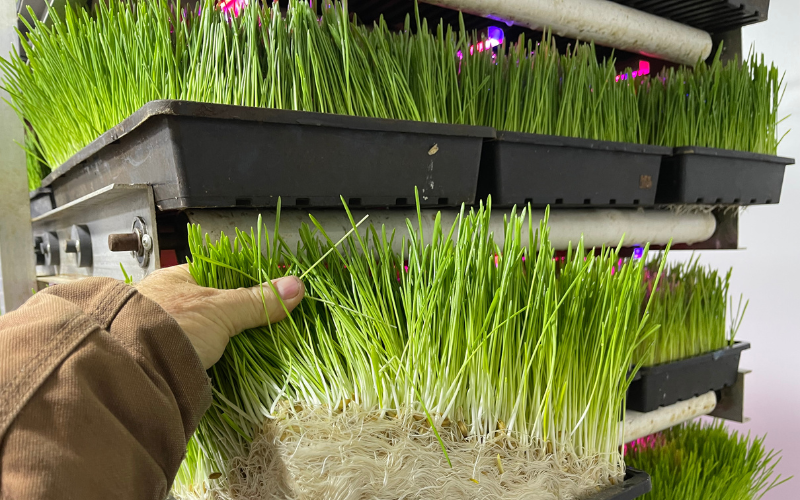 Nutritional Benefits of Hydroponically Sprouted Grains for Animal ...