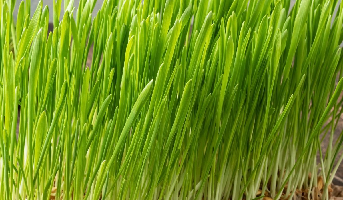 Evaluation of Feed Value of Sprouted Barley Fodder as an Alternative ...