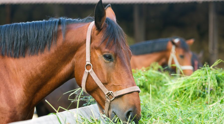 Nutritional Composition of Hydroponically Grown Barley Fodder and Hay ...