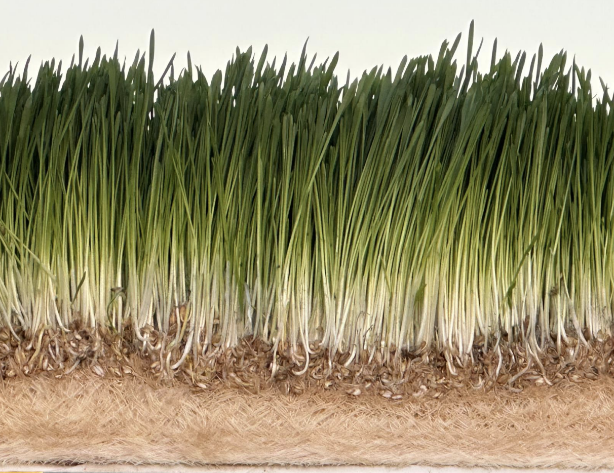 resources - Sprouting Gear